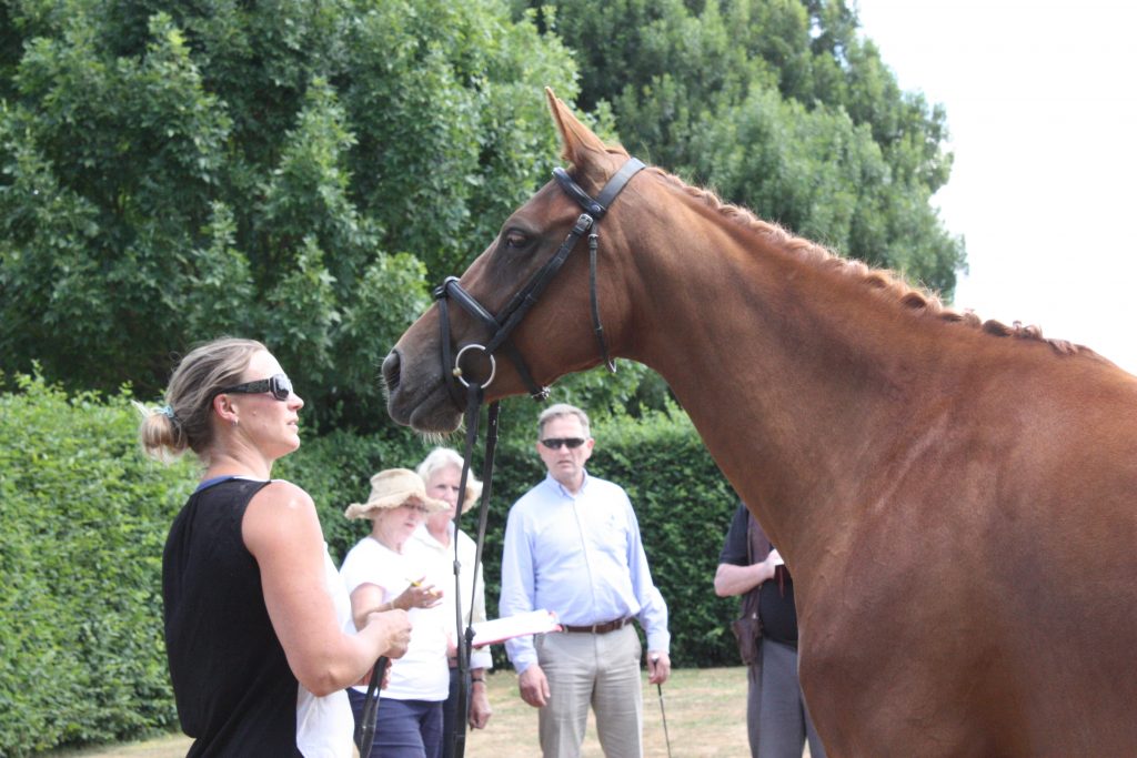 Top Mares from the 2019 Hanoverian Tour – NZHS