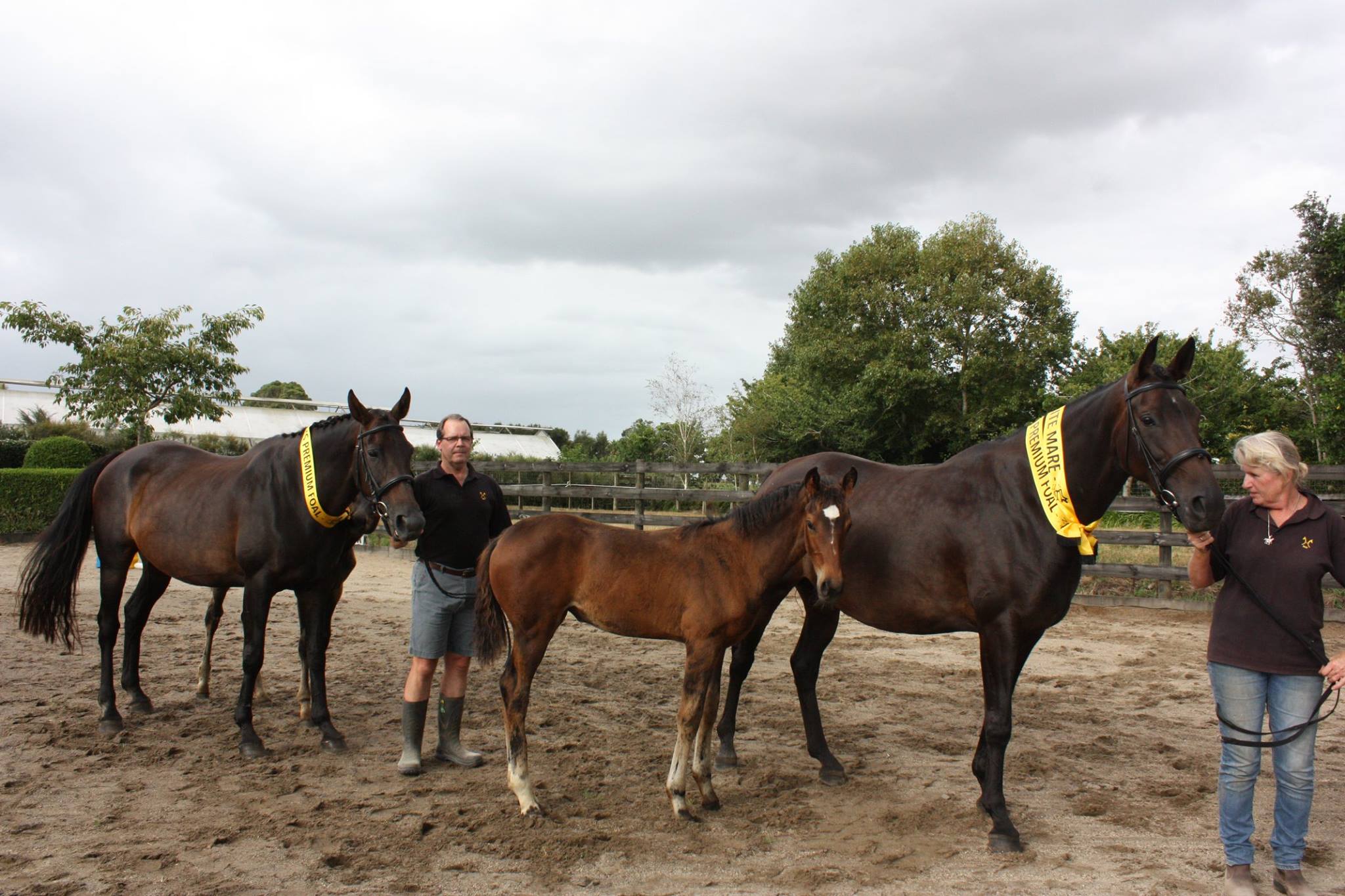 Blue Blood Equine Mare Family Award – NZHS