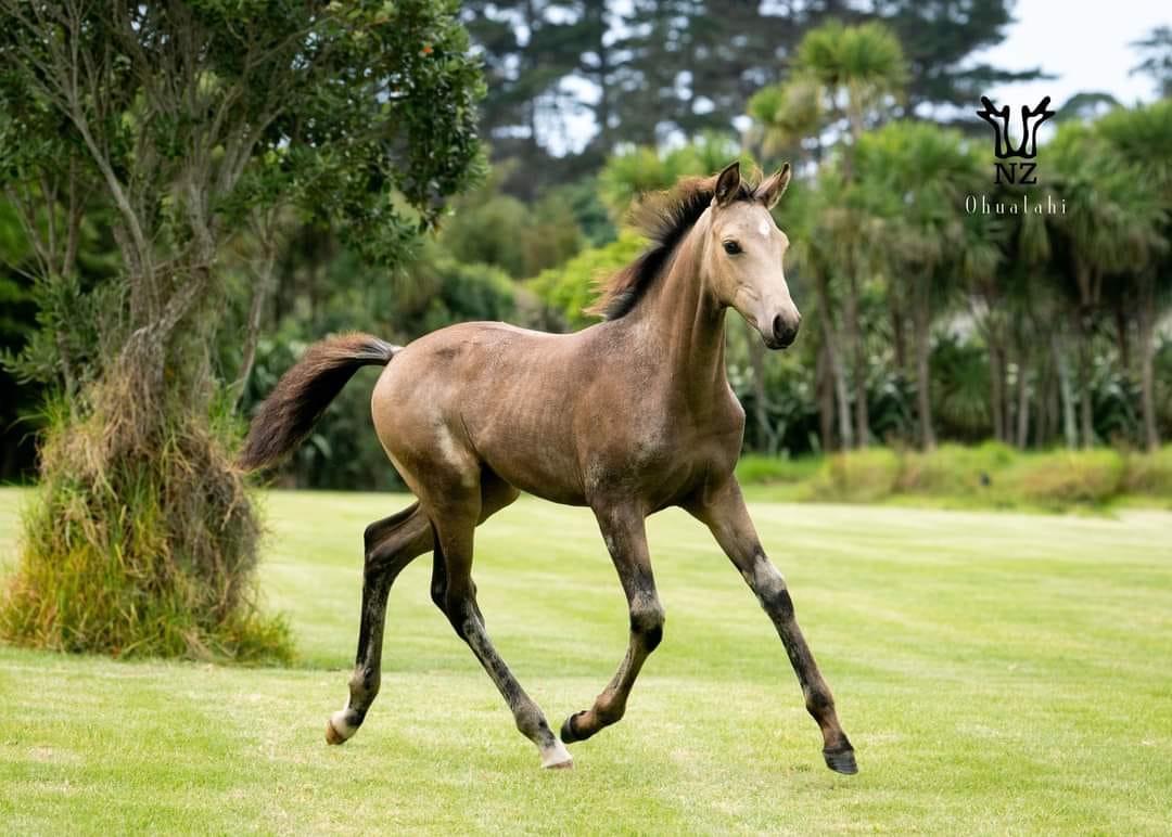 Foal Assessments – virtual tour 2022 – NZHS