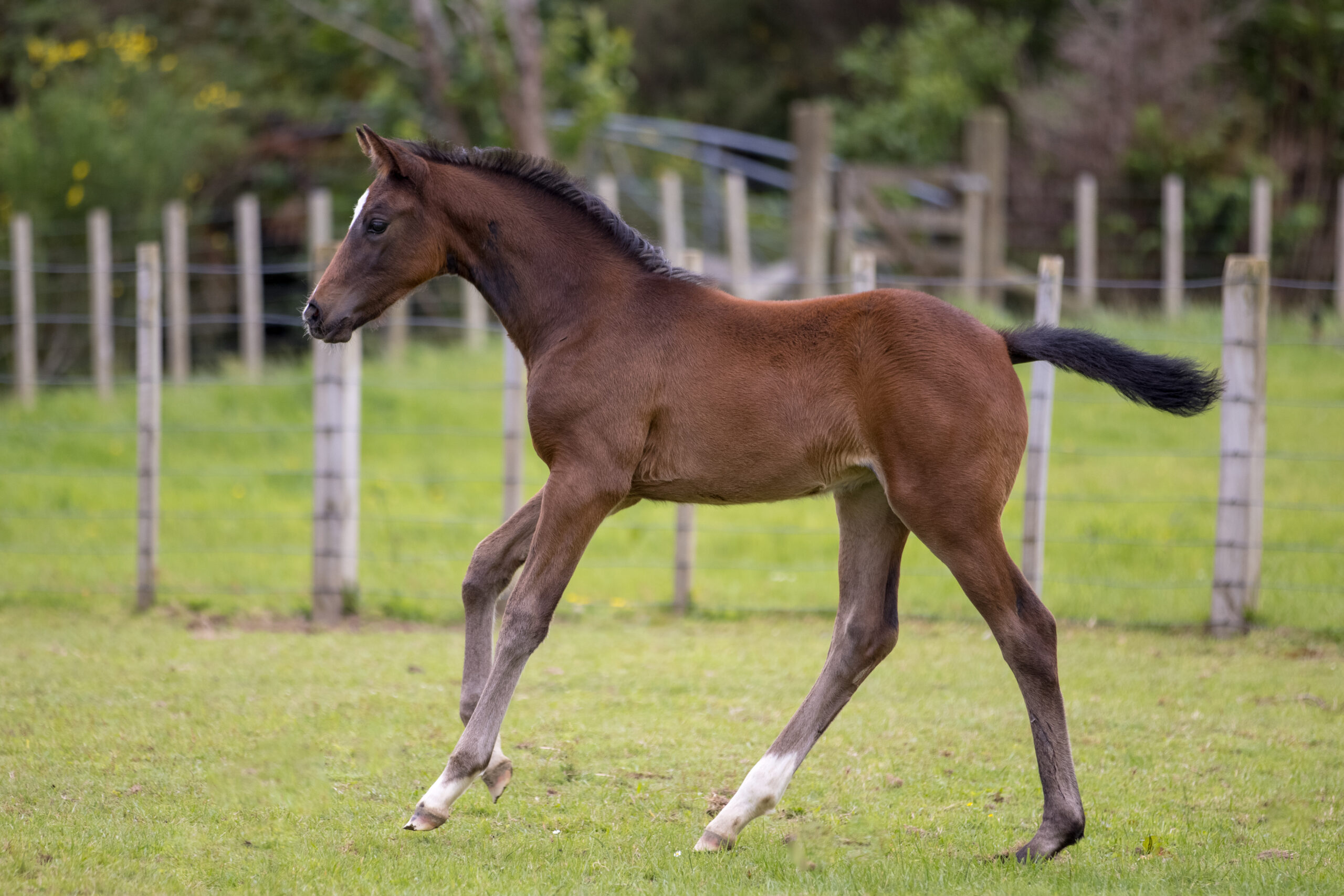 Photo Competition – awarded at AGM – NZHS